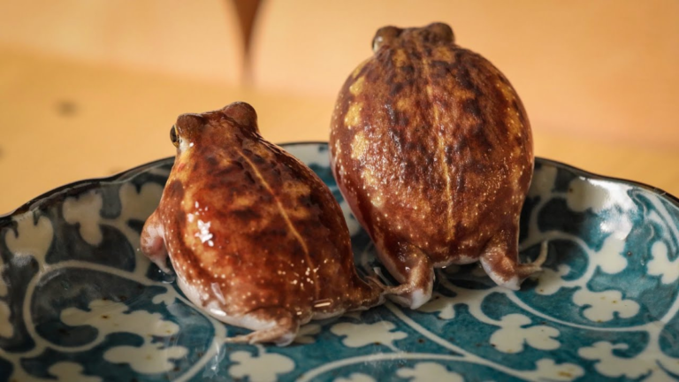 Fascinating World of Frog Butts: A Closer Look at Anuran Anatomy